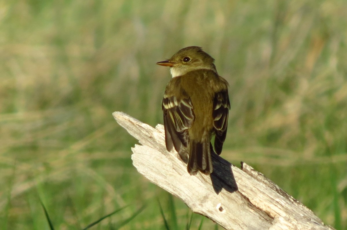 Documentation of Alder Flycatcher